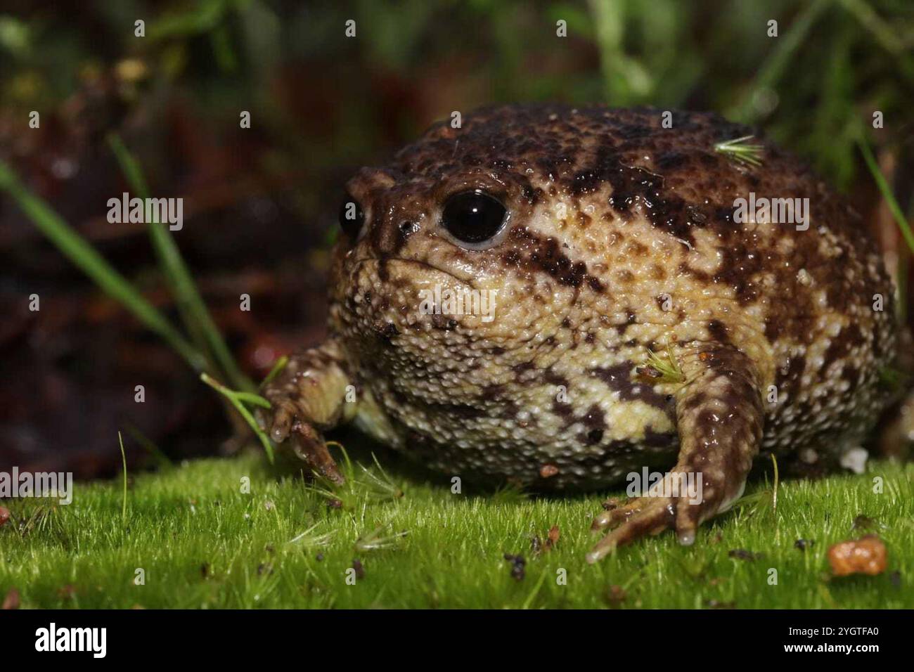 Giant Rain Frog (Breviceps gibbosus Stock Photo - Alamy