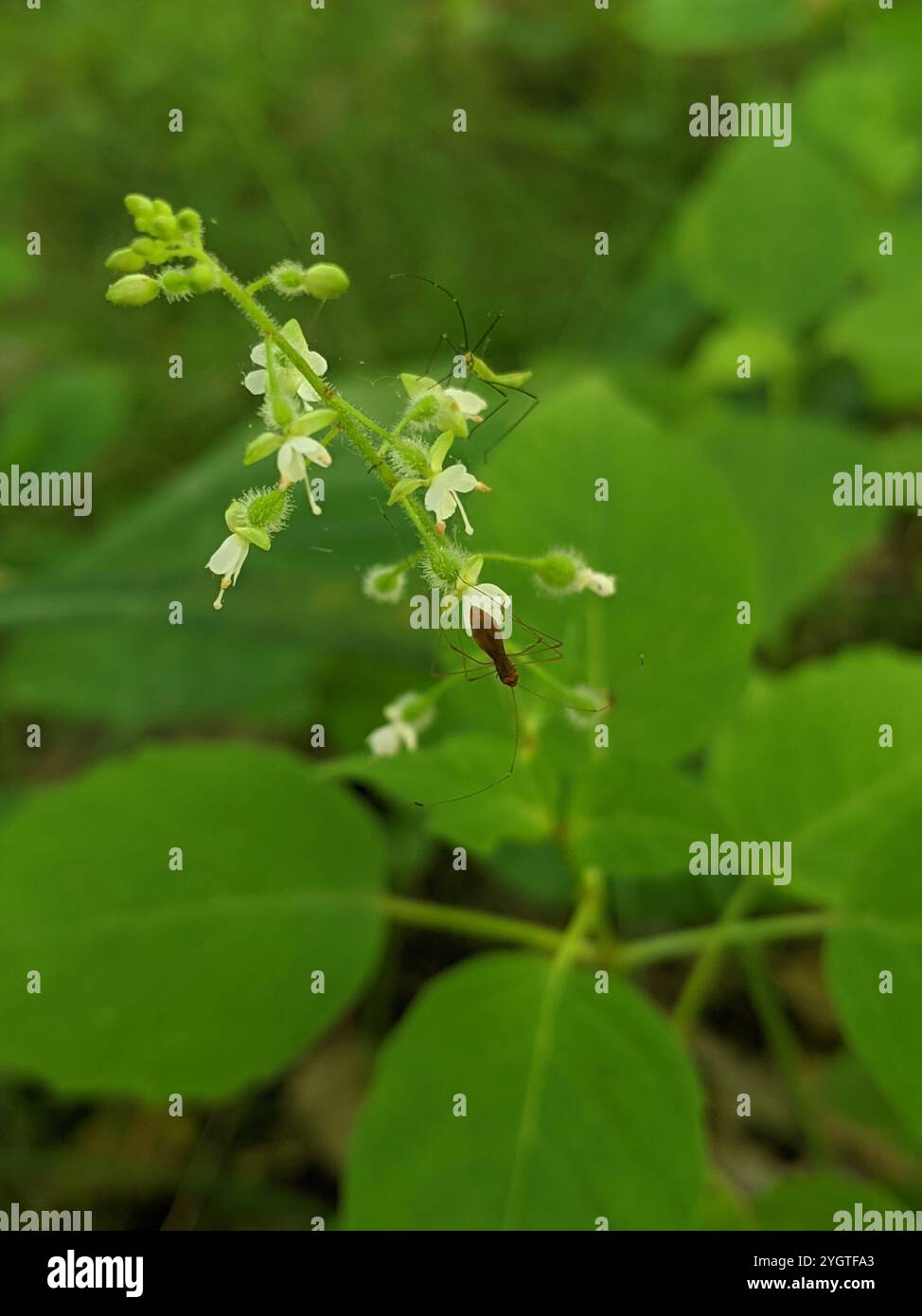 broadleaf enchanter's nightshade (Circaea canadensis Stock Photo - Alamy