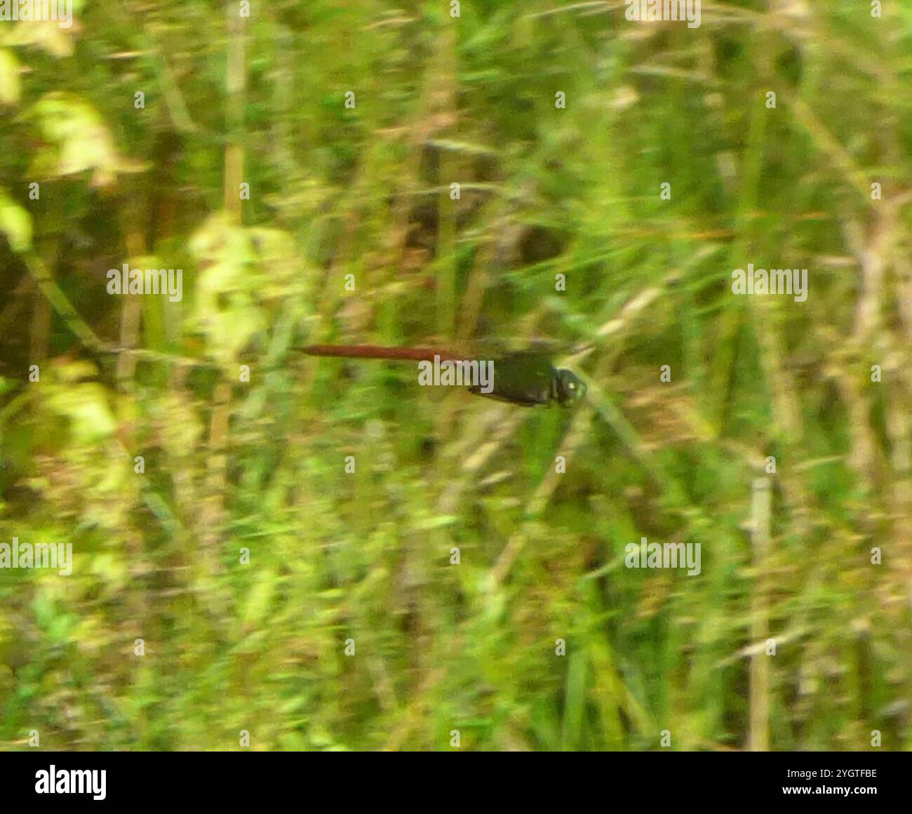 Comet Darner (Anax longipes Stock Photo - Alamy