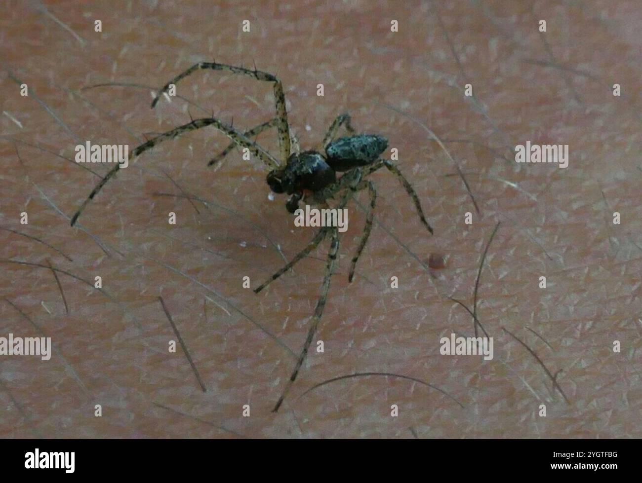 Octopus Spiders (Tmarus Stock Photo - Alamy