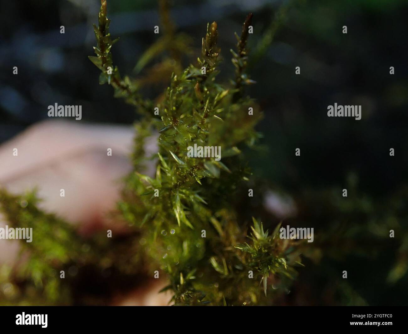Giant Calliergon Moss (Calliergon giganteum Stock Photo - Alamy