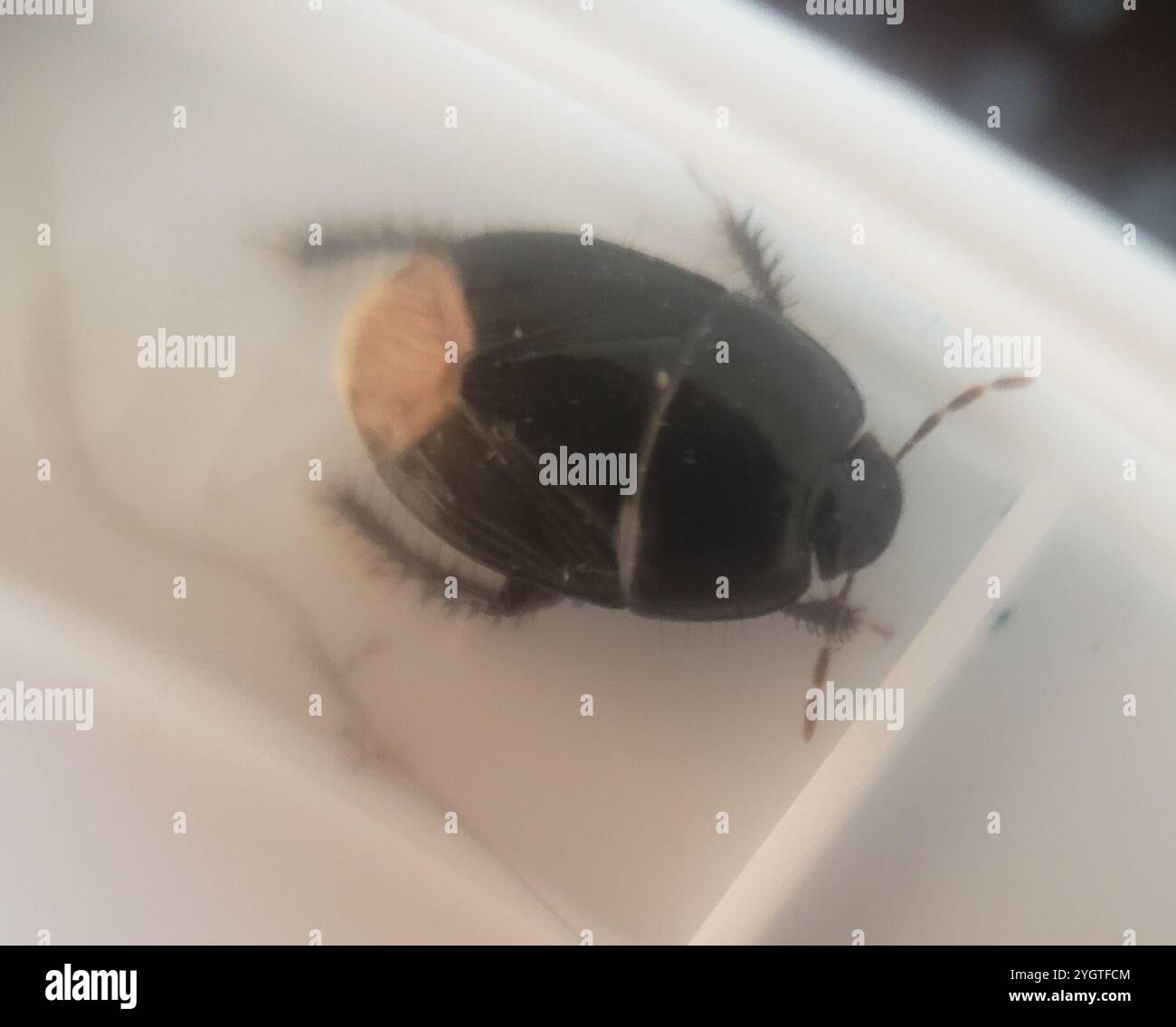 Two-lined Burrowing Bug (Pangaeus bilineatus Stock Photo - Alamy