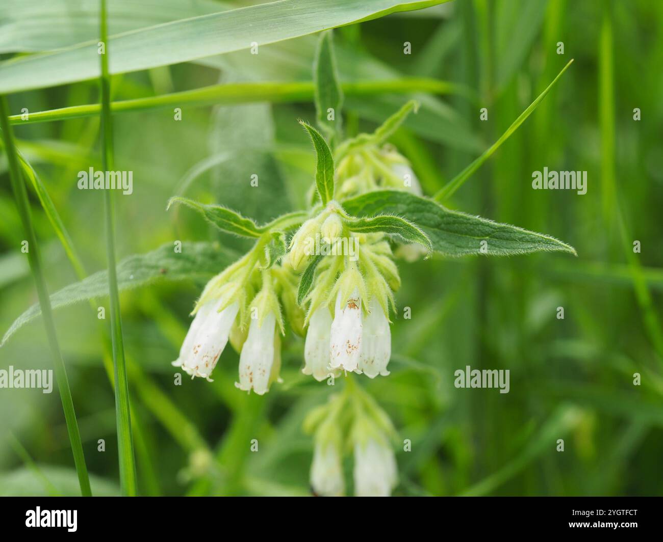 Tuberous Comfrey (Symphytum tuberosum Stock Photo - Alamy