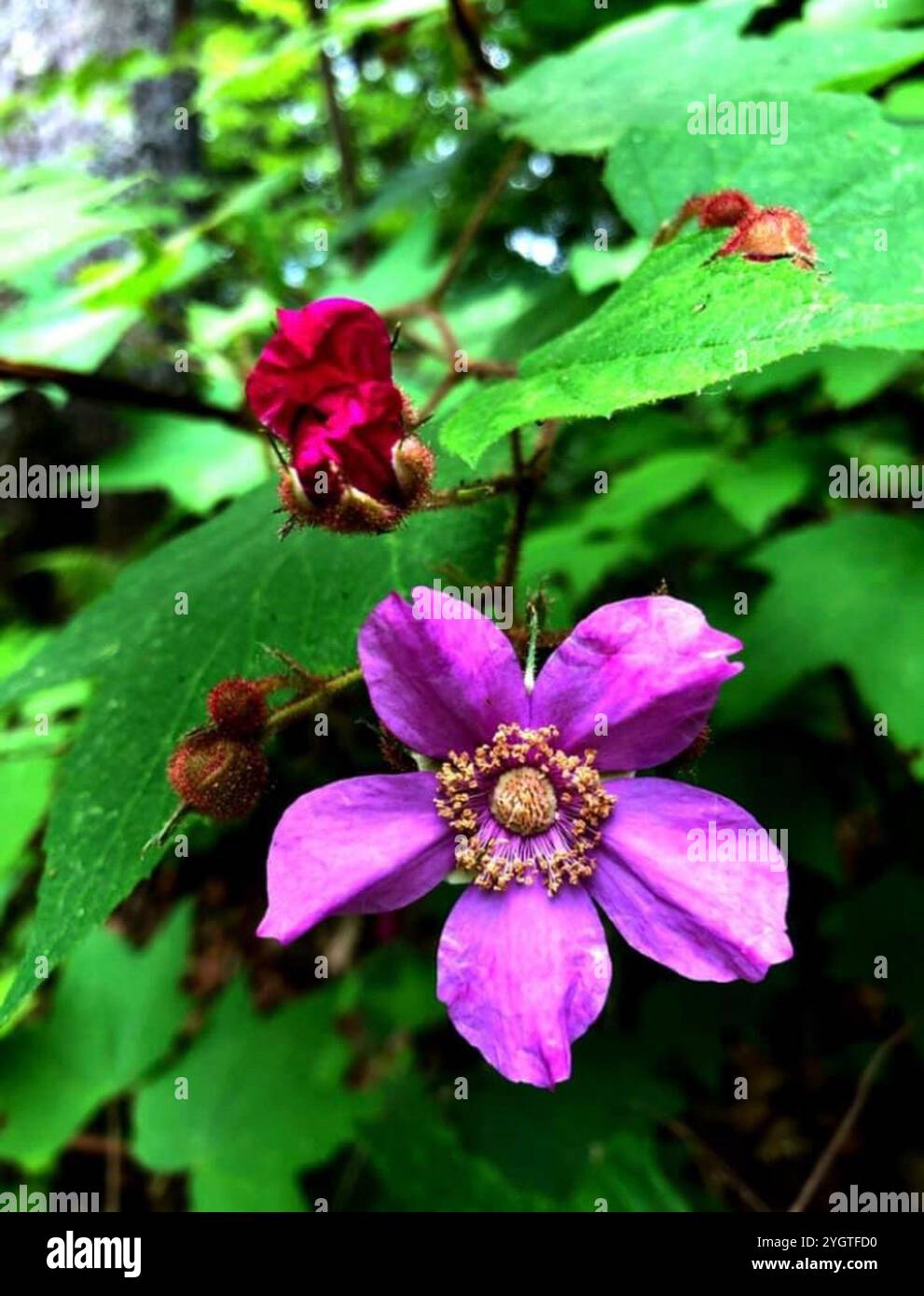 Purple flowered raspberry hi-res stock photography and images - Alamy