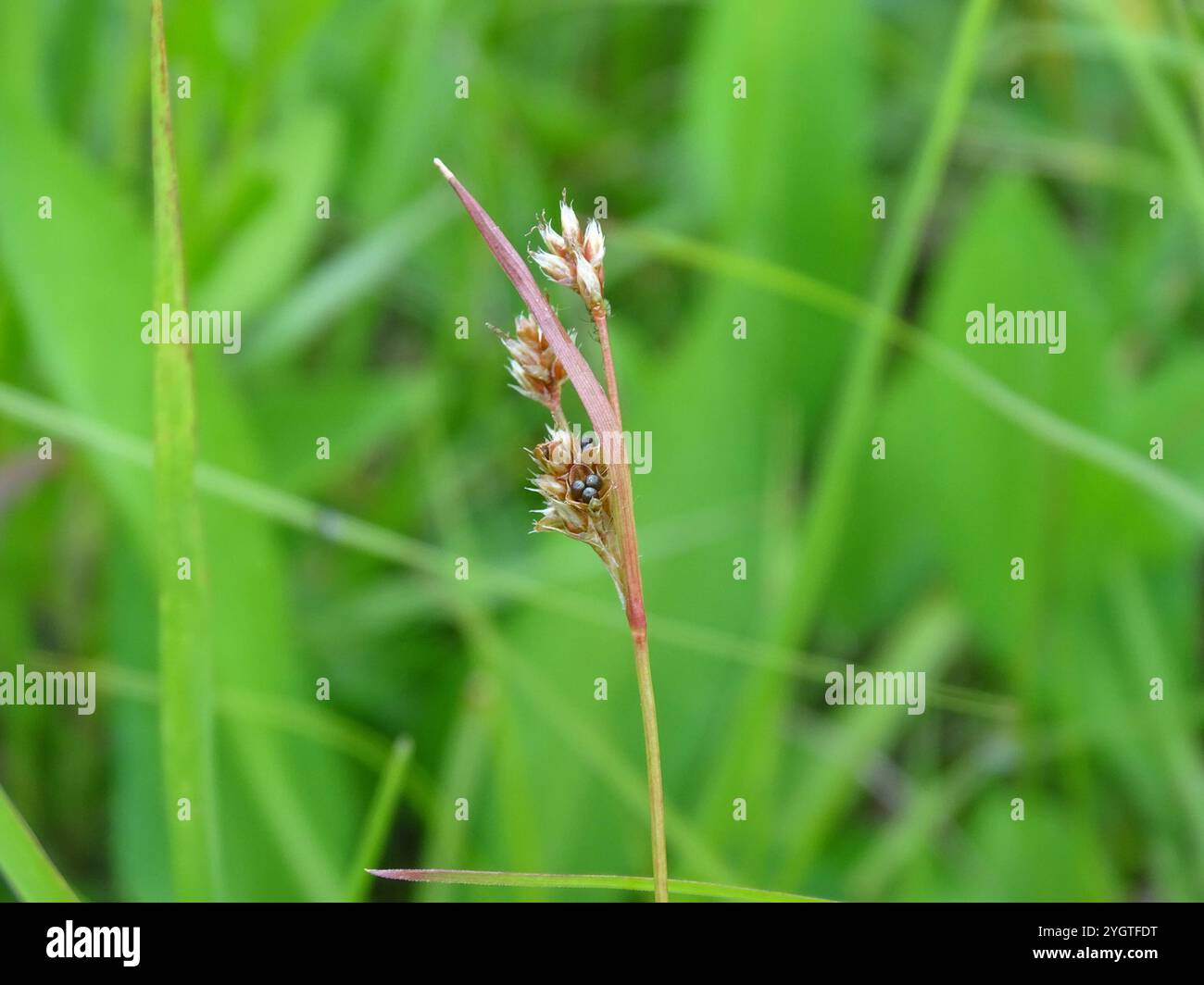Luzula multiflora hi-res stock photography and images - Alamy
