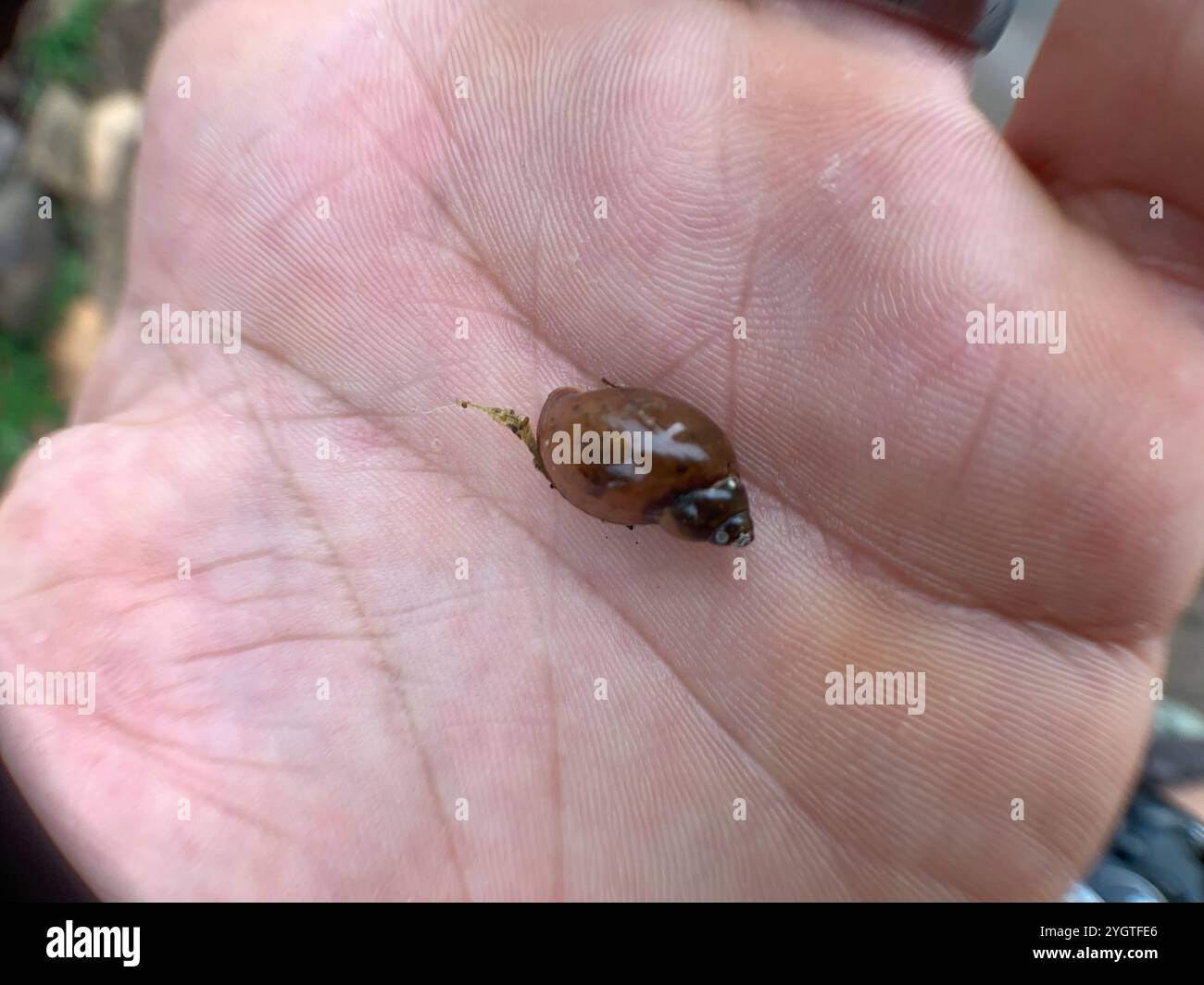 Bladder Snails (Physidae Stock Photo - Alamy