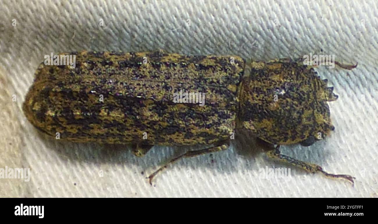 Two-horned Powder-post Beetle (Lichenophanes bicornis Stock Photo - Alamy