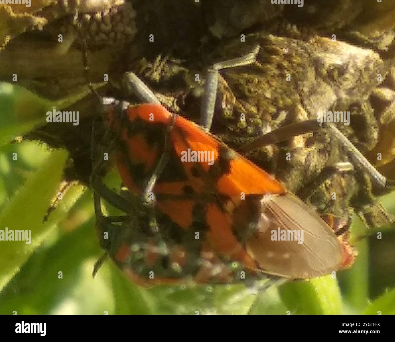 Spilostethus pandurus hi-res stock photography and images - Alamy