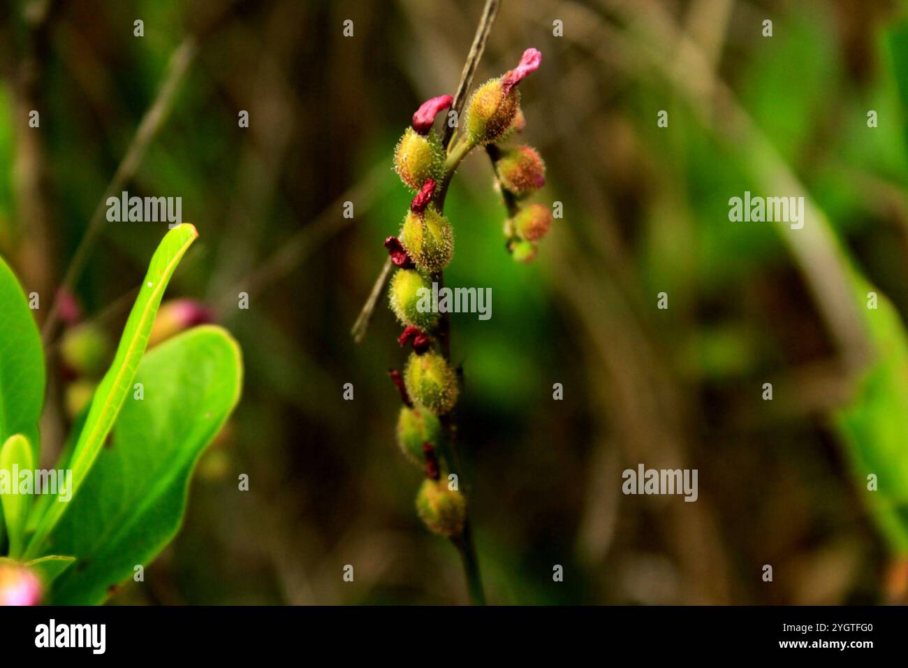 Northern Threadleaf Sundew (Drosera filiformis filiformis Stock Photo ...