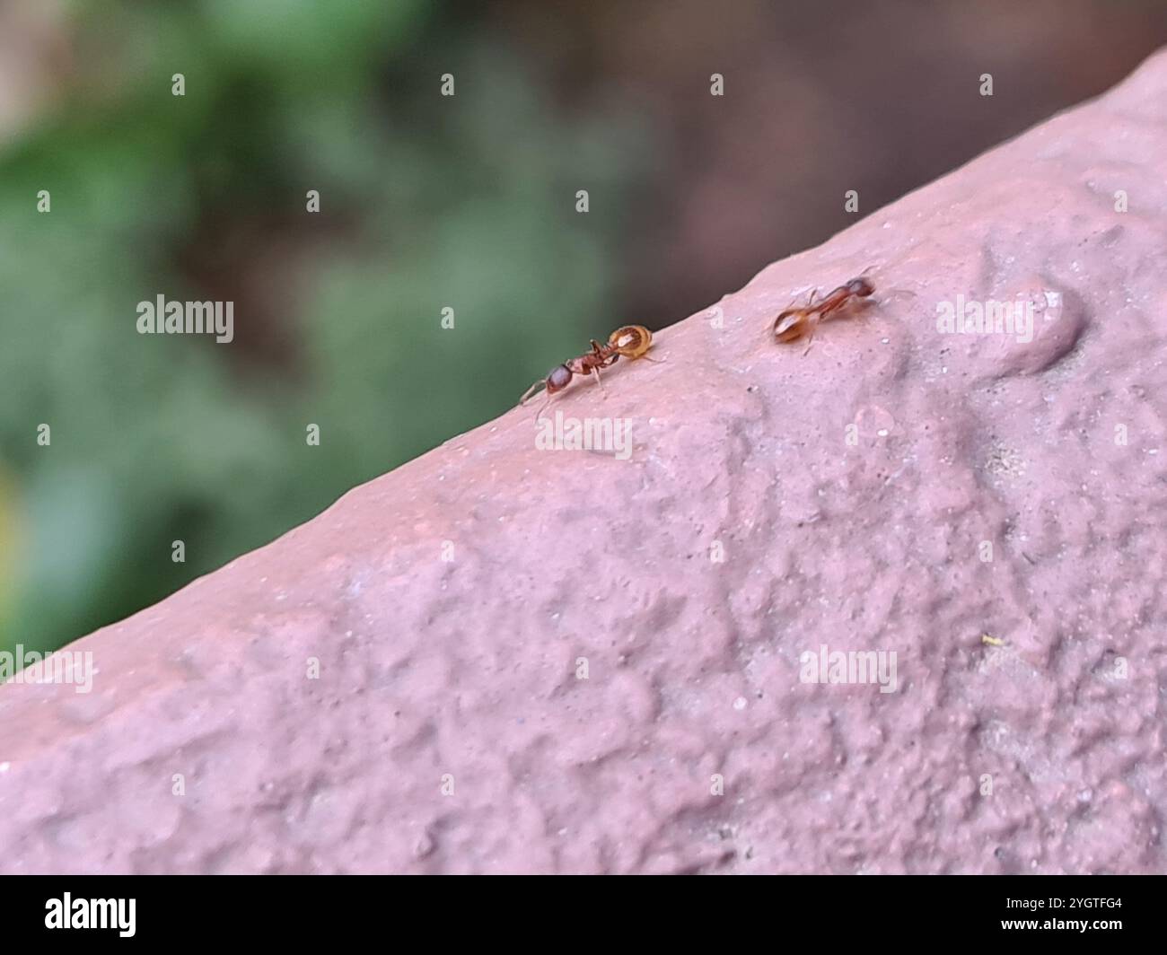 Acorn Ants and Allies (Temnothorax Stock Photo - Alamy