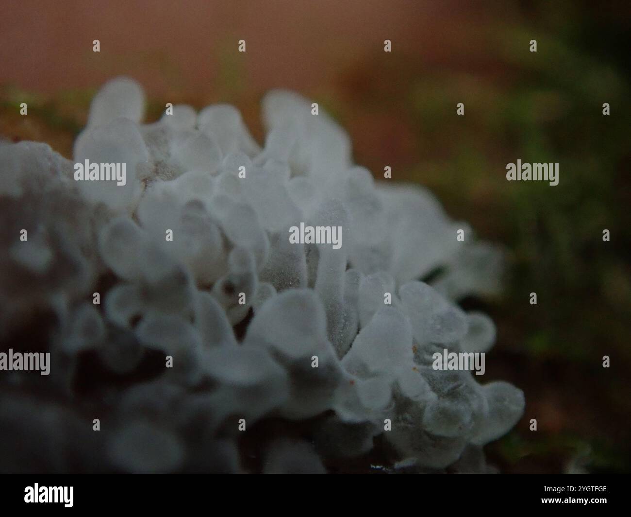 Honeycomb Coral Slime Mold (Ceratiomyxa fruticulosa Stock Photo - Alamy