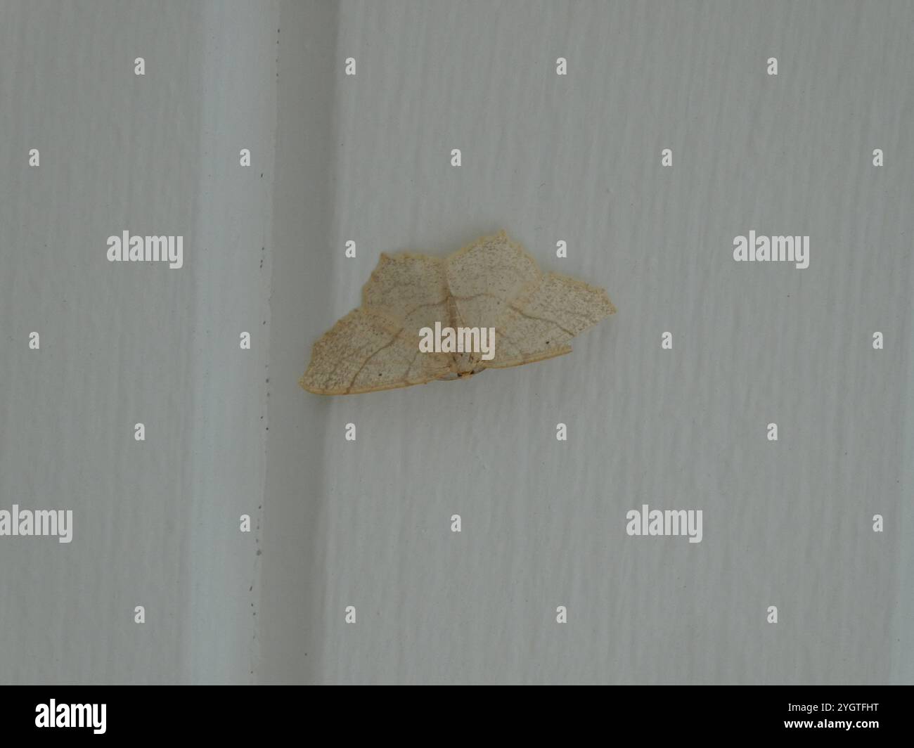 Besma moth hi-res stock photography and images - Alamy