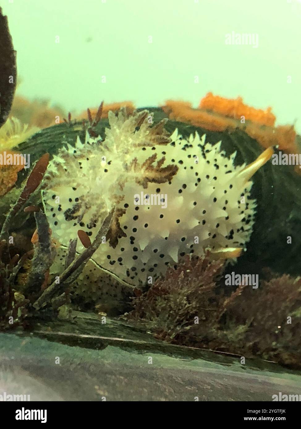 Black and White Dorid (Acanthodoris rhodoceras Stock Photo - Alamy