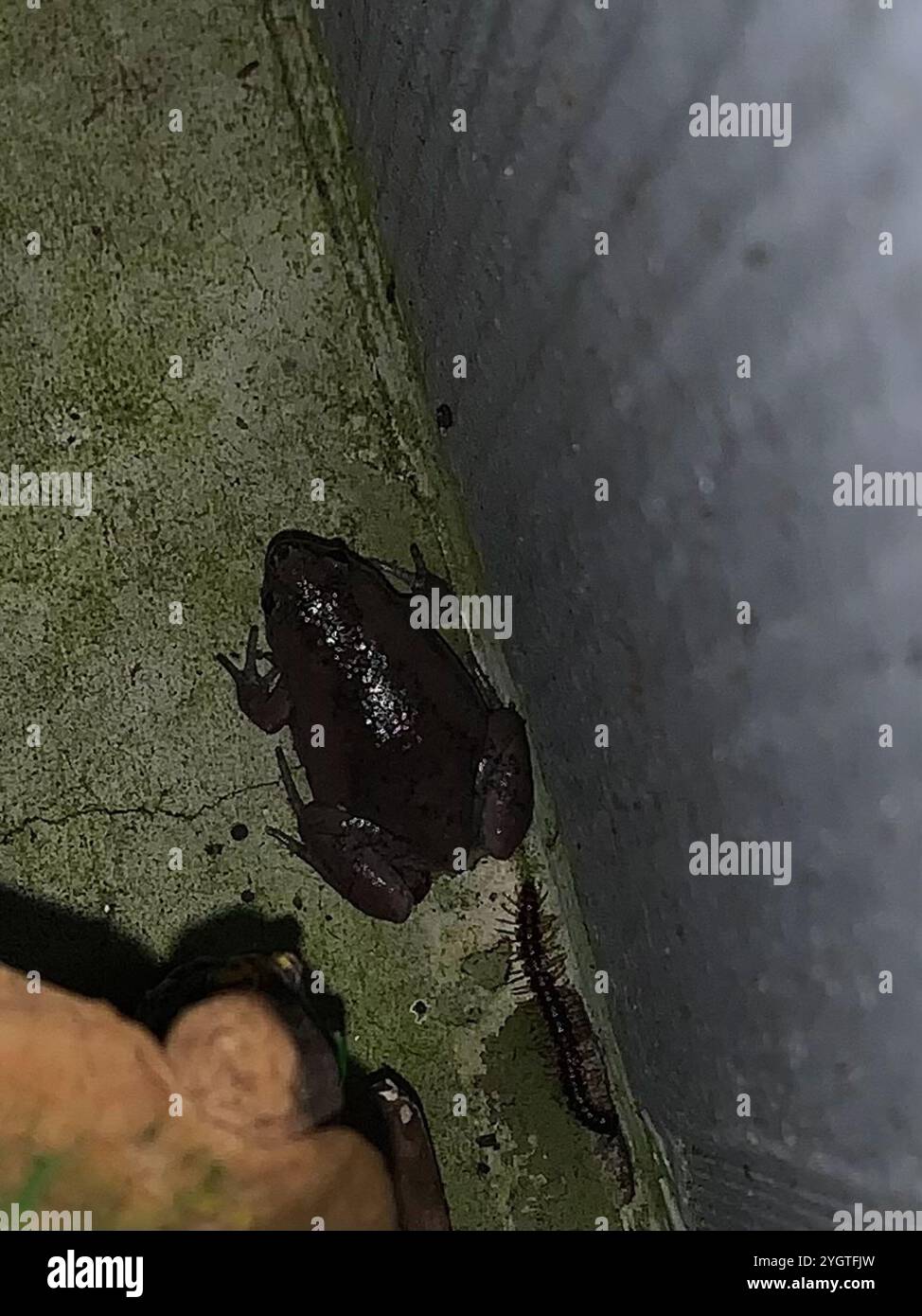 Eastern Narrow-mouthed Toad (Gastrophryne carolinensis Stock Photo - Alamy