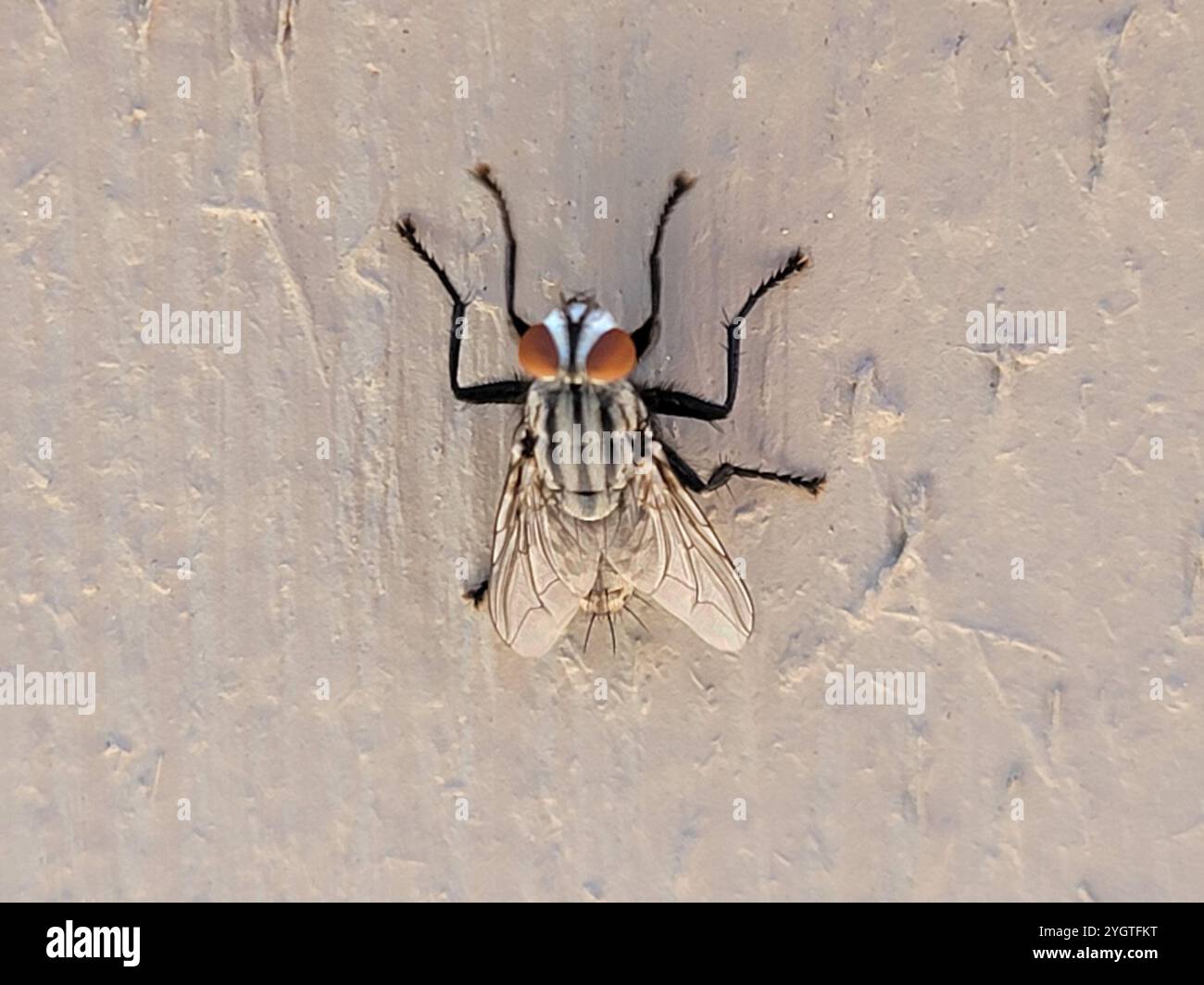 Common Flesh Flies (Sarcophaga Stock Photo - Alamy