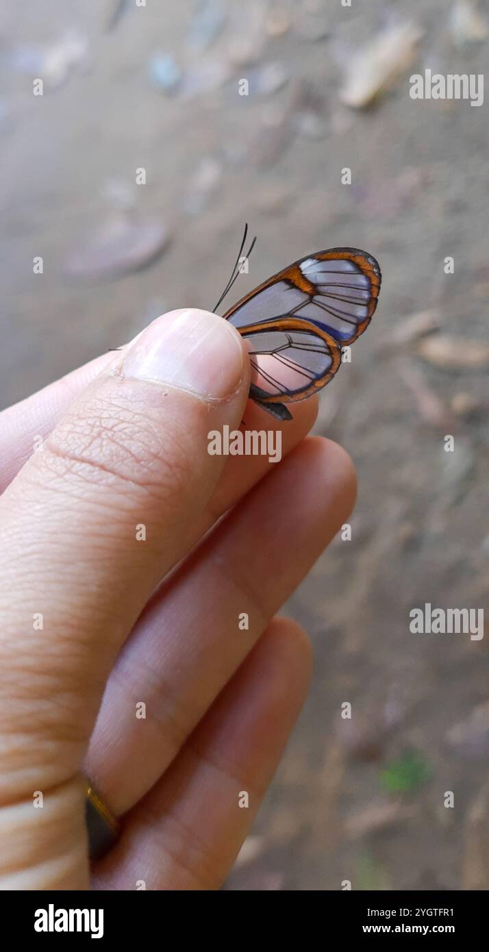 Clearwings and Tigerwings (Ithomiini Stock Photo - Alamy