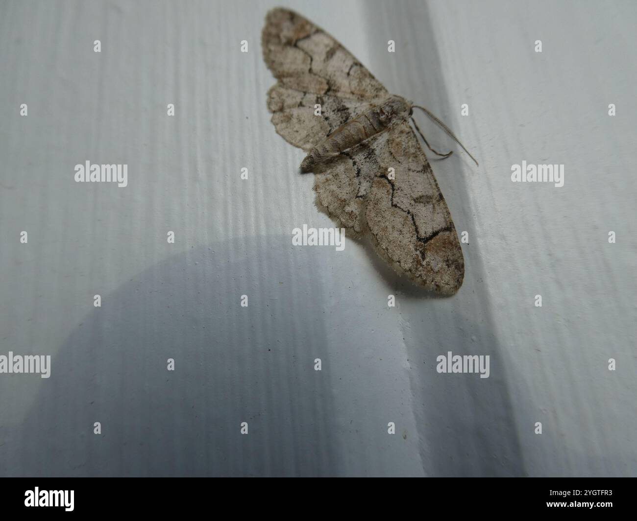 Bent-line Gray (Iridopsis larvaria Stock Photo - Alamy