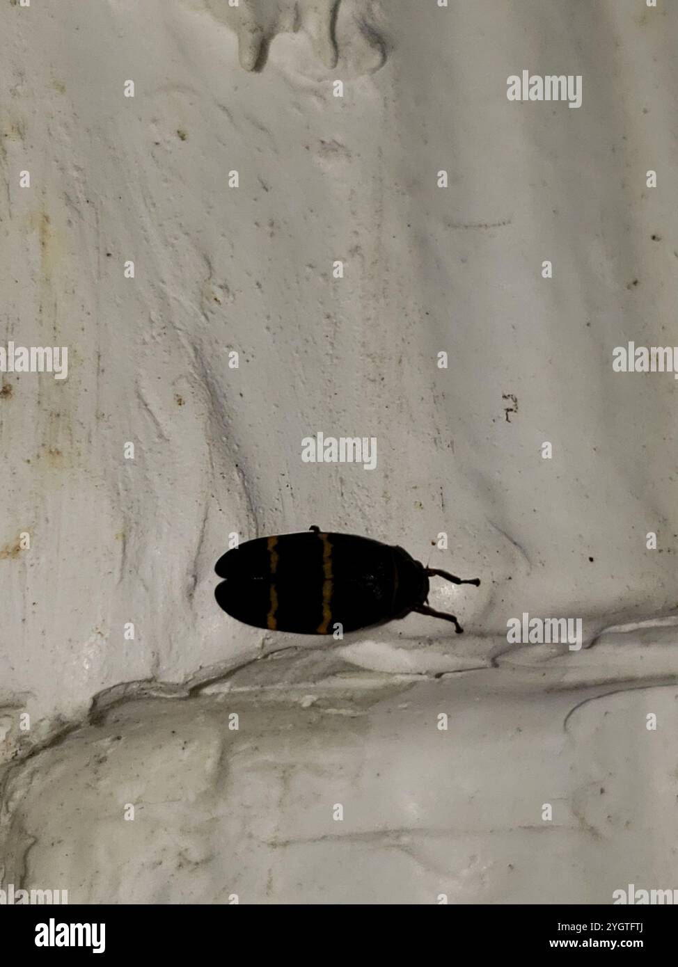 Two-lined Spittlebug (Prosapia bicincta Stock Photo - Alamy