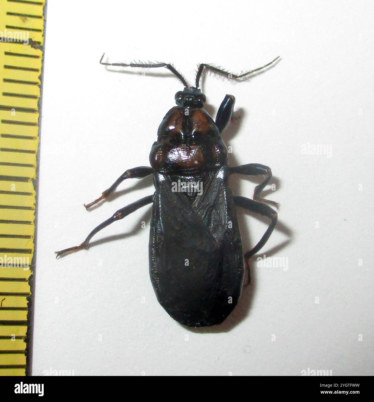 Millipede assassin hi-res stock photography and images - Alamy