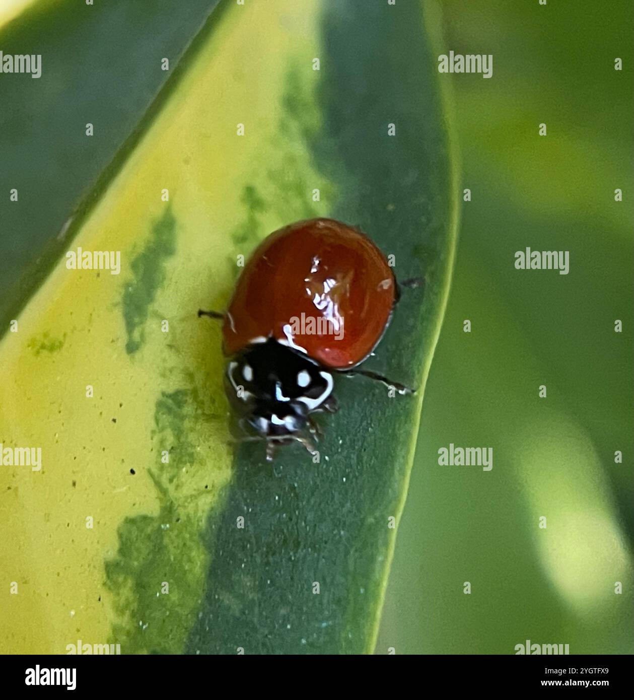 Spotless Lady Beetle (Cycloneda sanguinea Stock Photo - Alamy