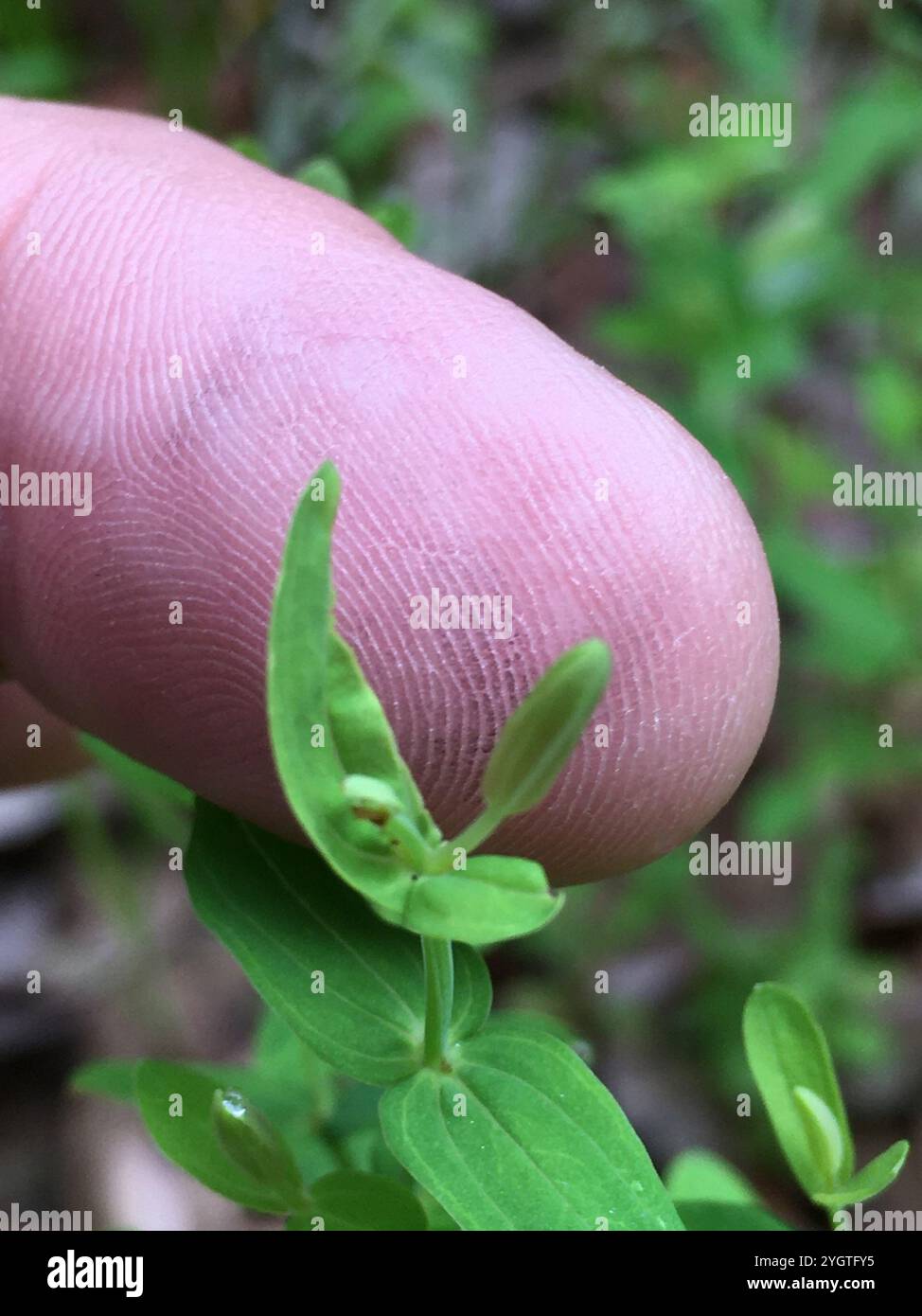 Dwarf St. John's Wort (Hypericum mutilum Stock Photo - Alamy