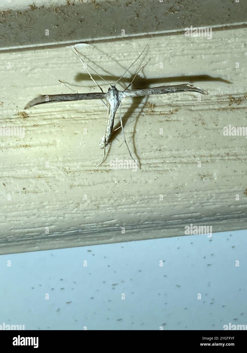 Morning-glory Plume Moth (Emmelina monodactyla Stock Photo - Alamy