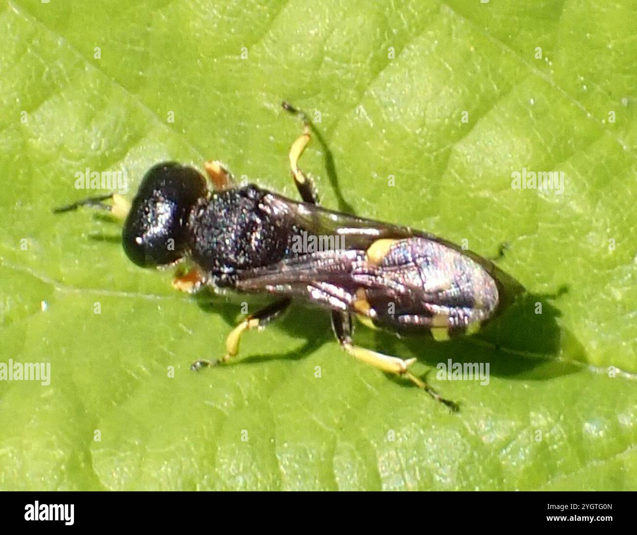 Common Ectemnius (Ectemnius continuus Stock Photo - Alamy