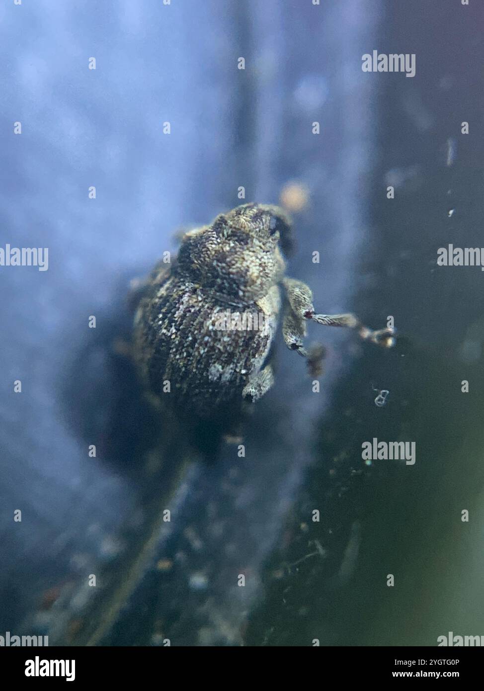 Small nettle weevil hi-res stock photography and images - Alamy