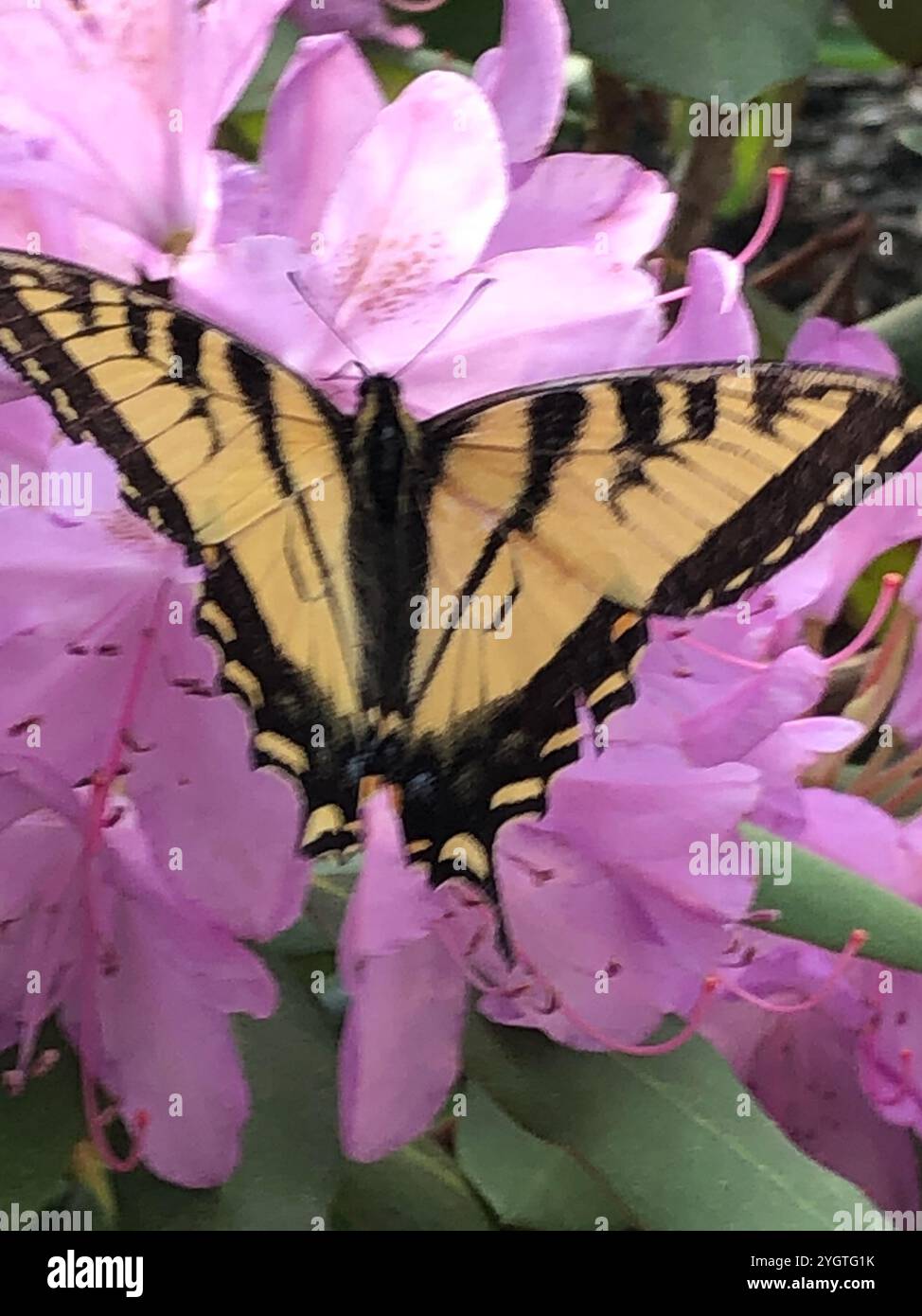 Canadian Tiger Swallowtail (Papilio canadensis Stock Photo - Alamy