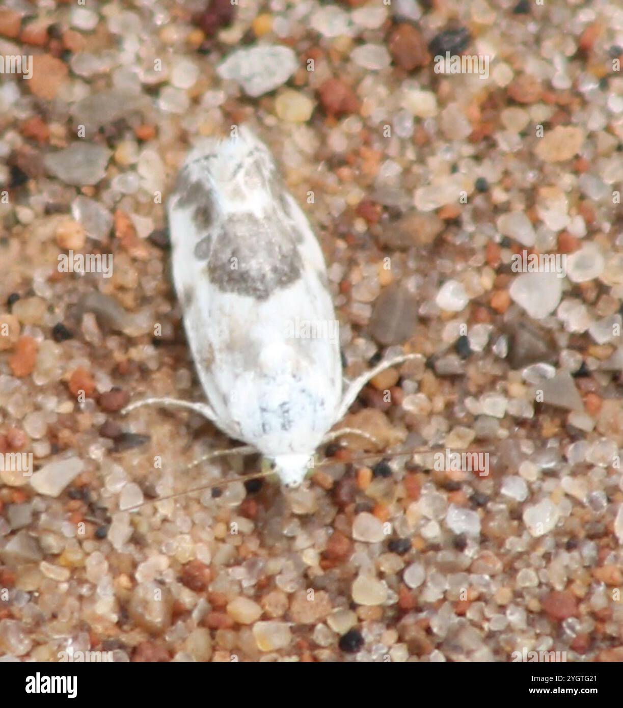 Olive-shaded Bird-dropping Moth (Ponometia candefacta Stock Photo - Alamy
