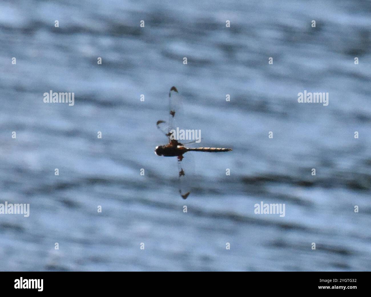 Prince Baskettail (Epitheca princeps Stock Photo - Alamy