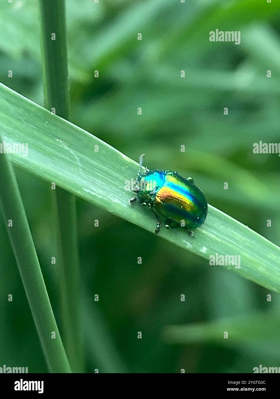 Dead-nettle Leaf Beetle (Fasta fastuosa Stock Photo - Alamy