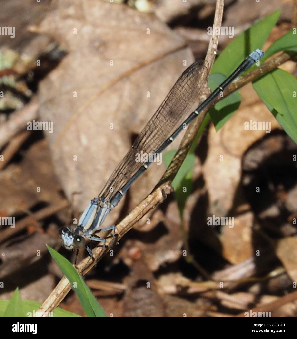 Argia moesta hi-res stock photography and images - Alamy