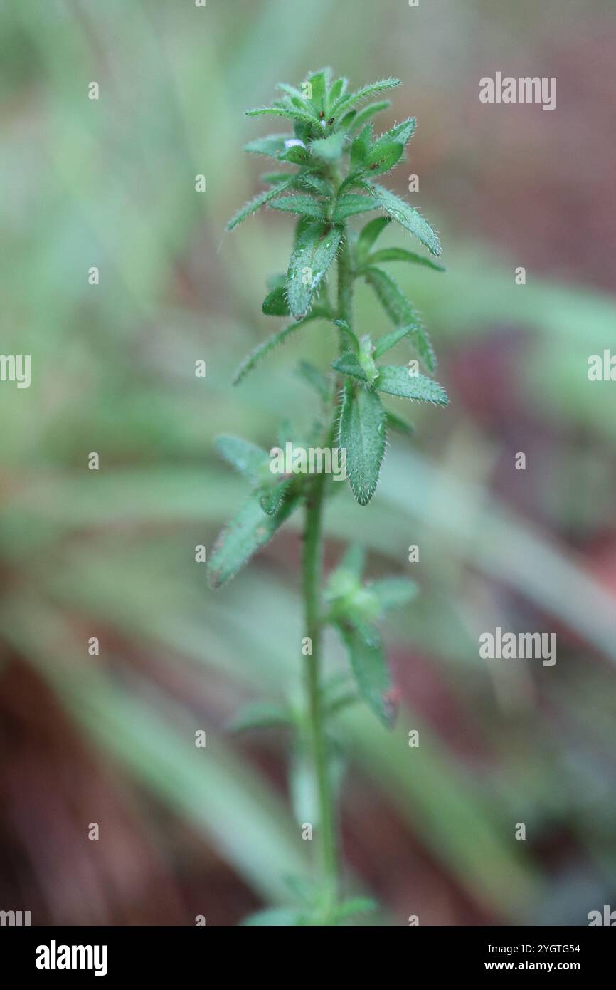 corn speedwell (Veronica arvensis Stock Photo - Alamy