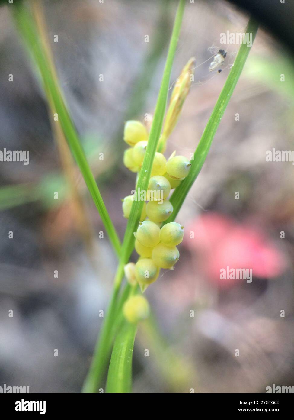 golden sedge (Carex aurea Stock Photo - Alamy