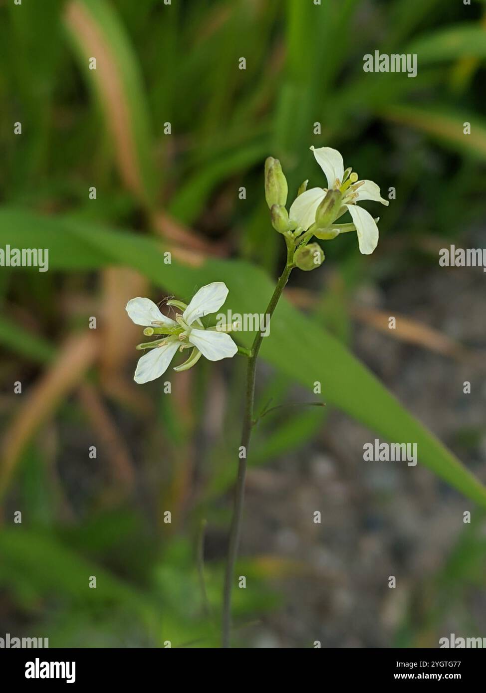 Tall Tumblemustard (Sisymbrium altissimum Stock Photo - Alamy