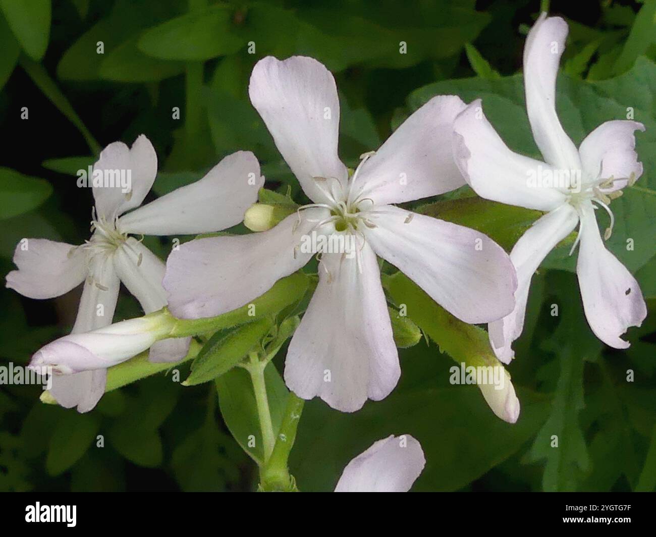 common soapwort (Saponaria officinalis Stock Photo - Alamy