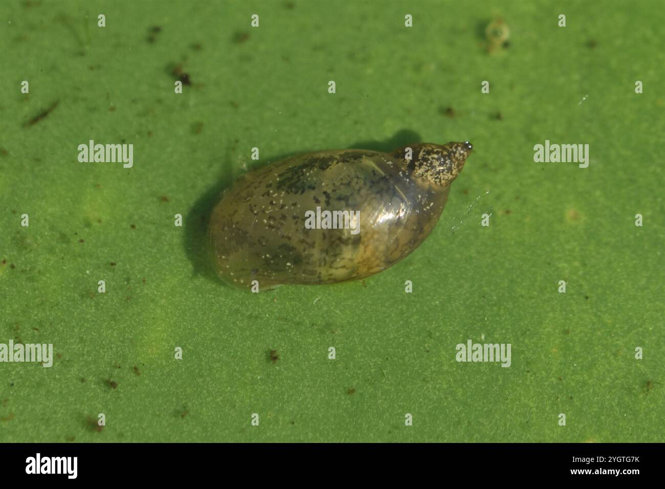 Mimic Lymnaea (Pseudosuccinea columella Stock Photo - Alamy
