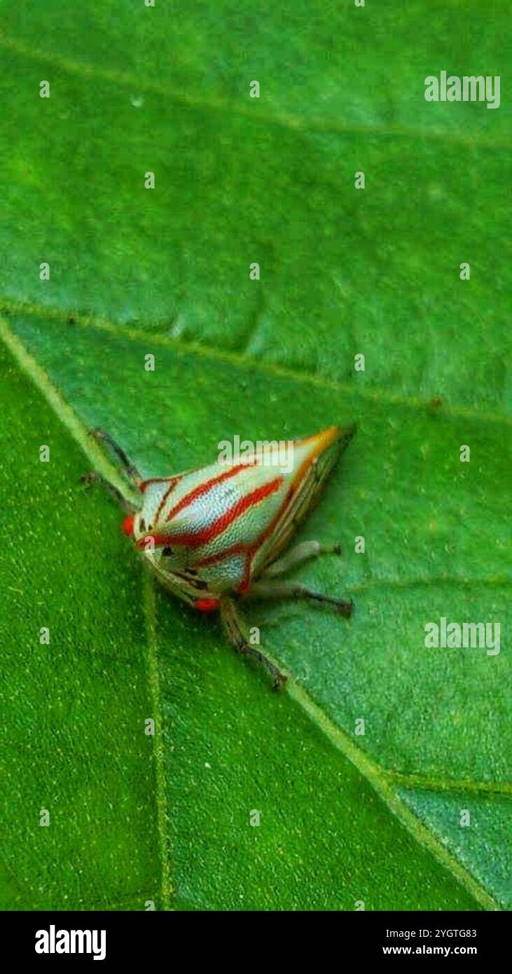 Oak Treehopper (Platycotis vittata Stock Photo - Alamy