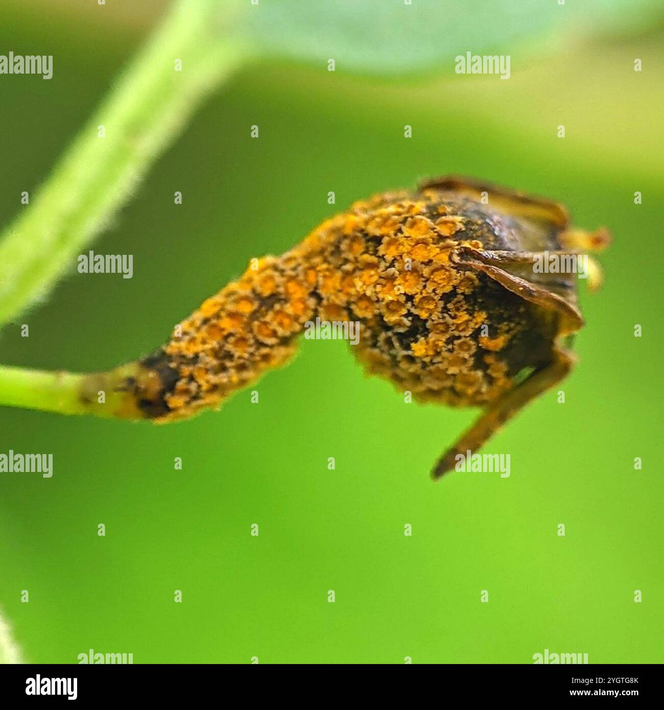 Crown Rust (Puccinia coronata Stock Photo - Alamy