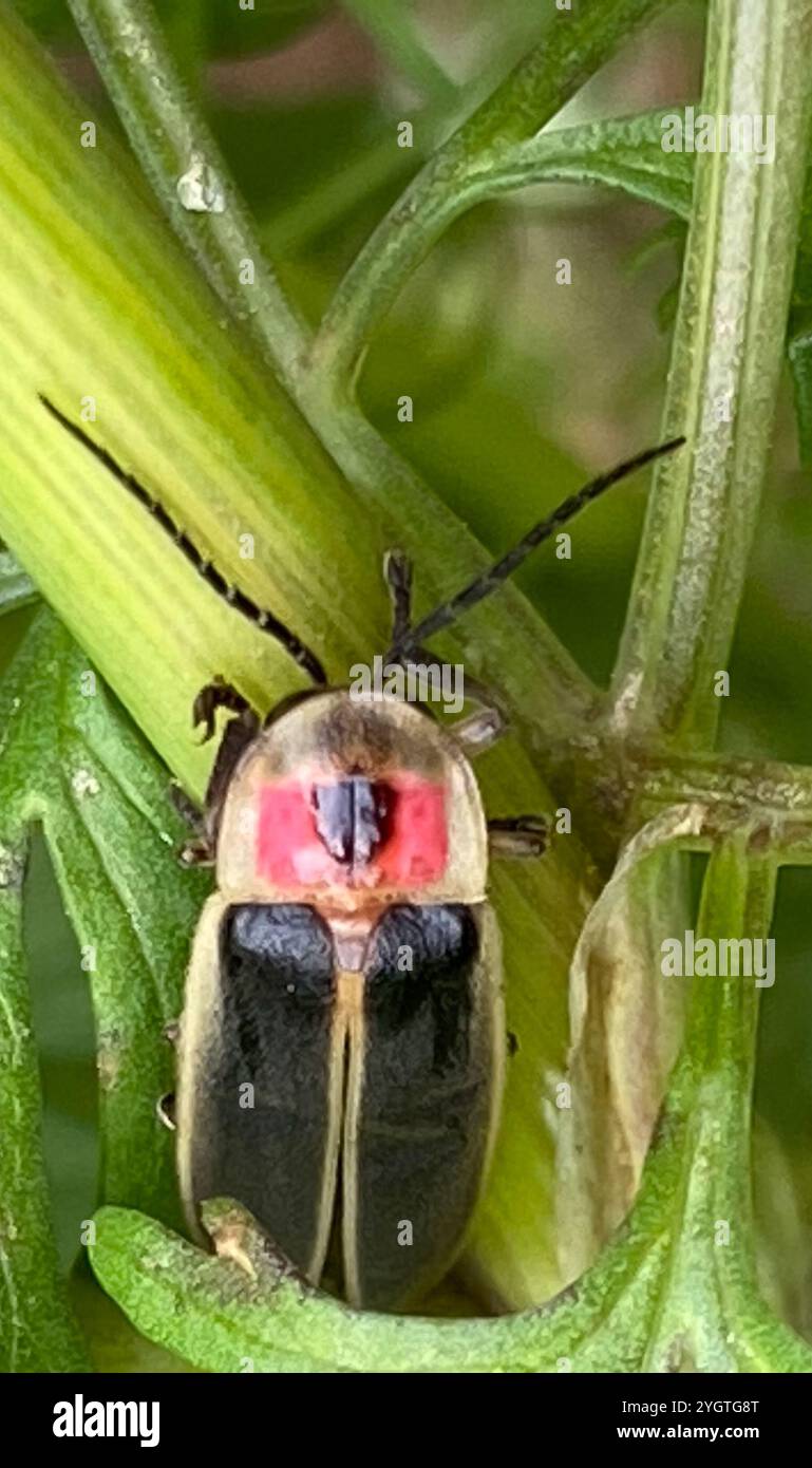 Common Eastern Firefly (Photinus pyralis Stock Photo - Alamy