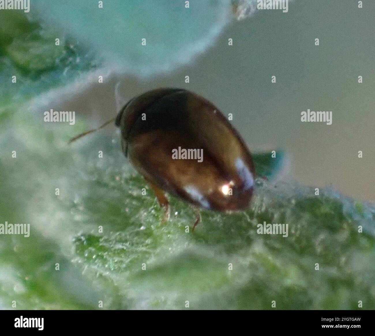 Phalacridae hi-res stock photography and images - Alamy