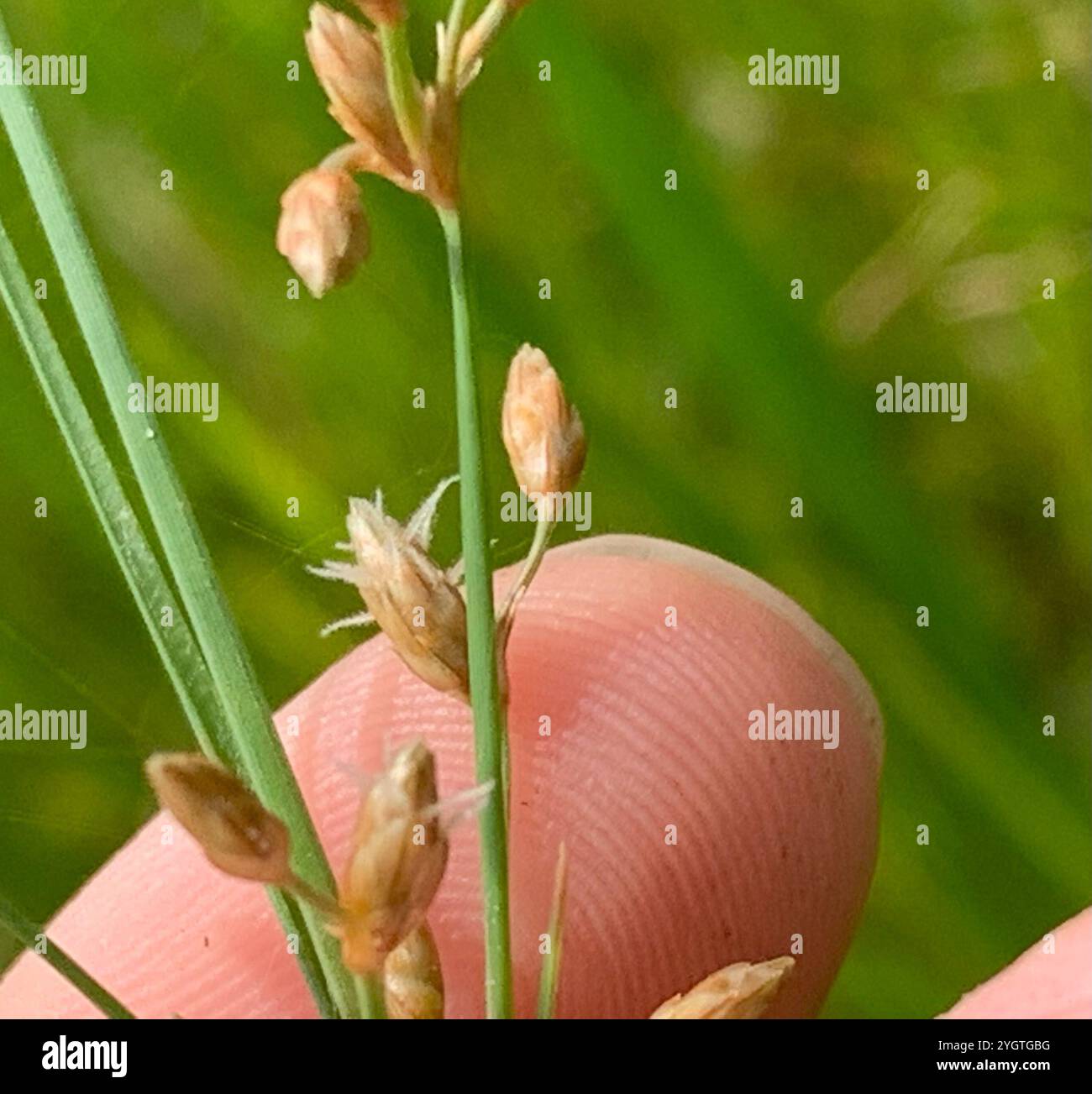 Fringe Rush (Fimbristylis Stock Photo - Alamy