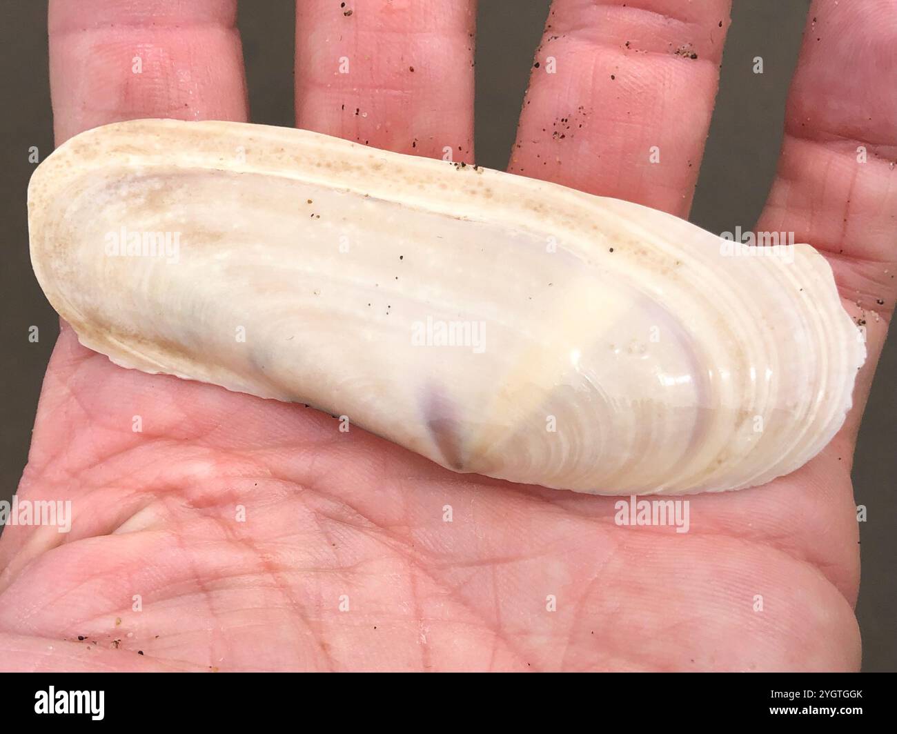 Pacific Razor Clam (Siliqua patula Stock Photo - Alamy