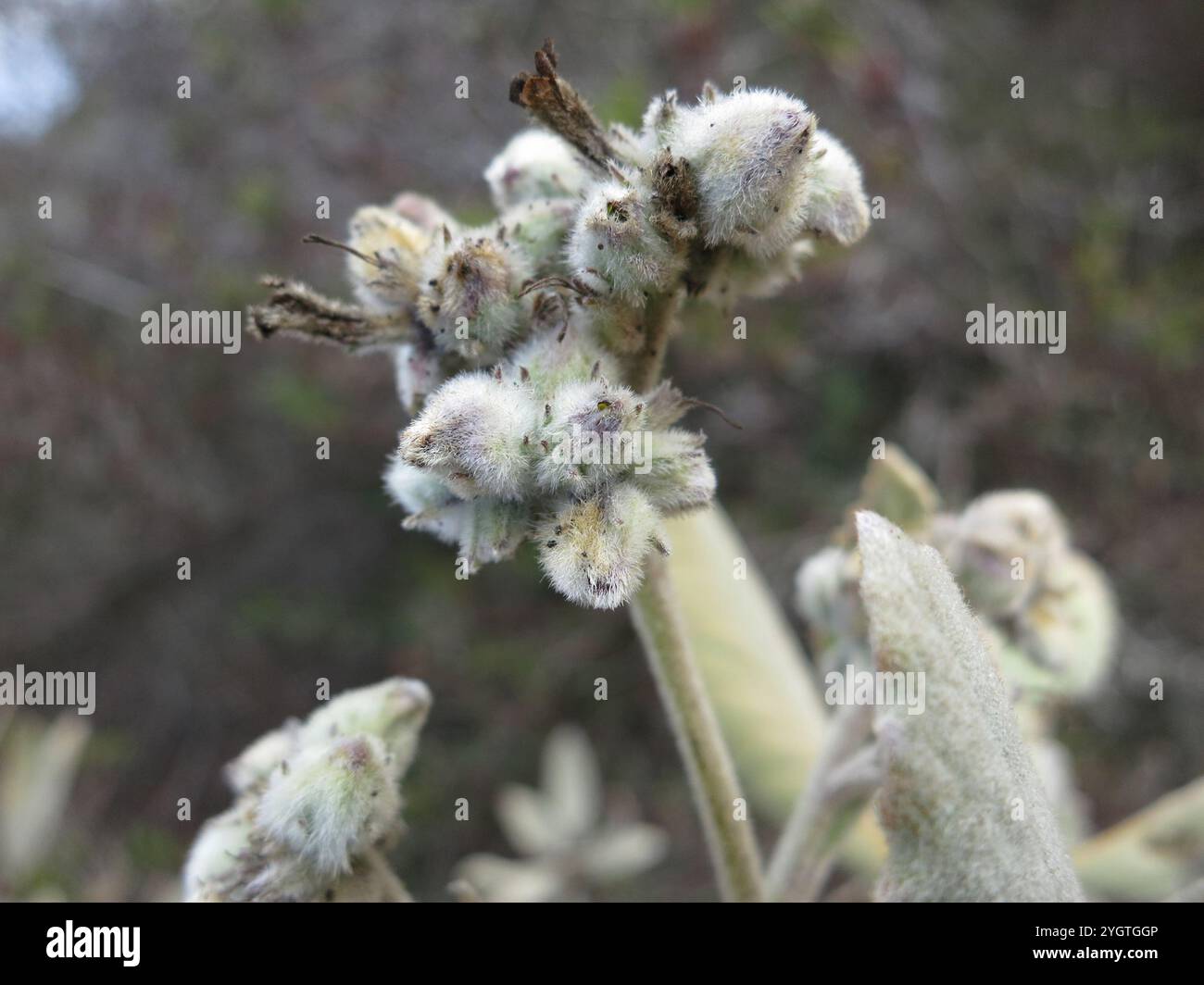 Thick-leaved Yerba Santa (Eriodictyon crassifolium Stock Photo - Alamy
