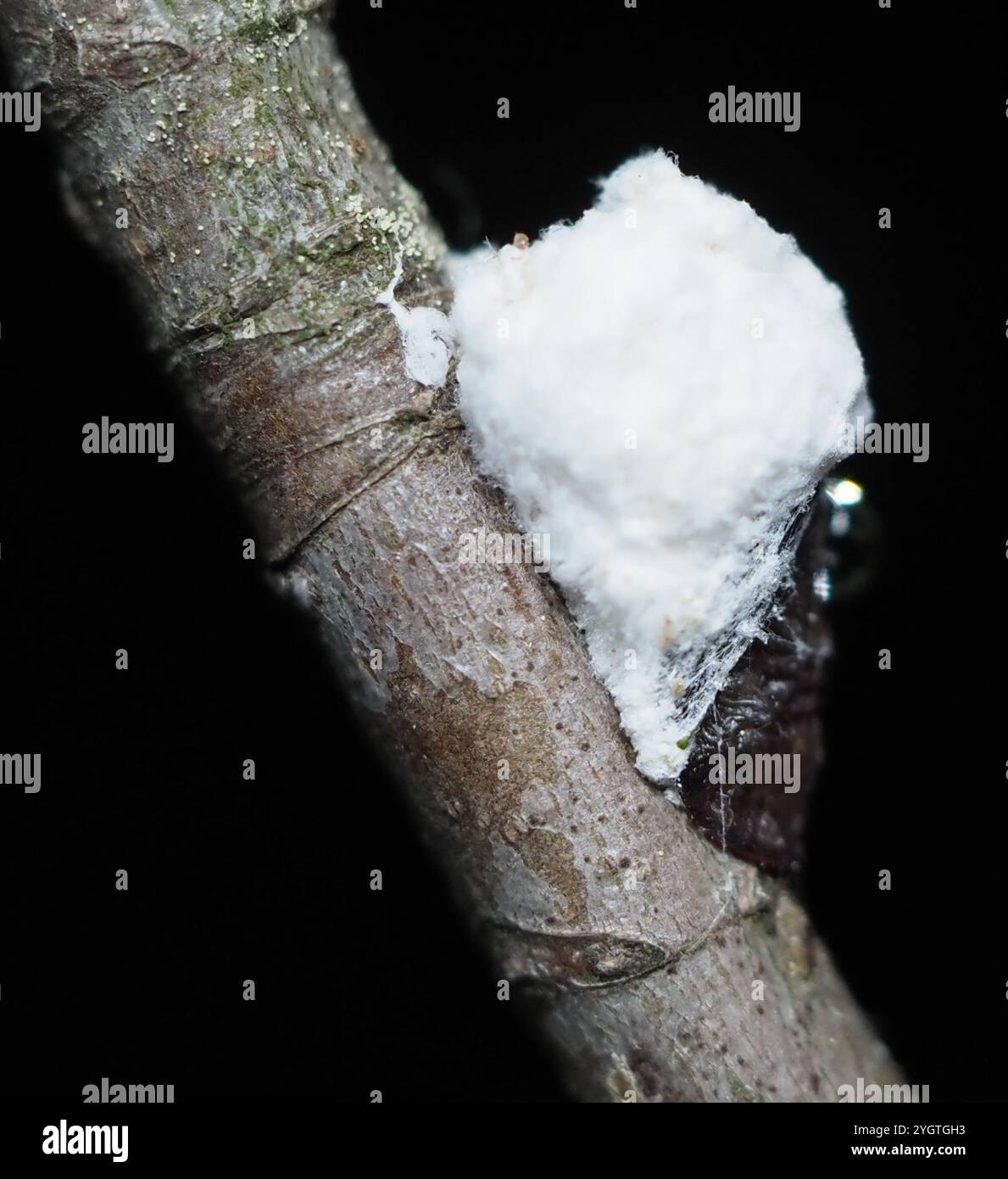 Cottony Maple Scale (Neopulvinaria innumerabilis Stock Photo - Alamy