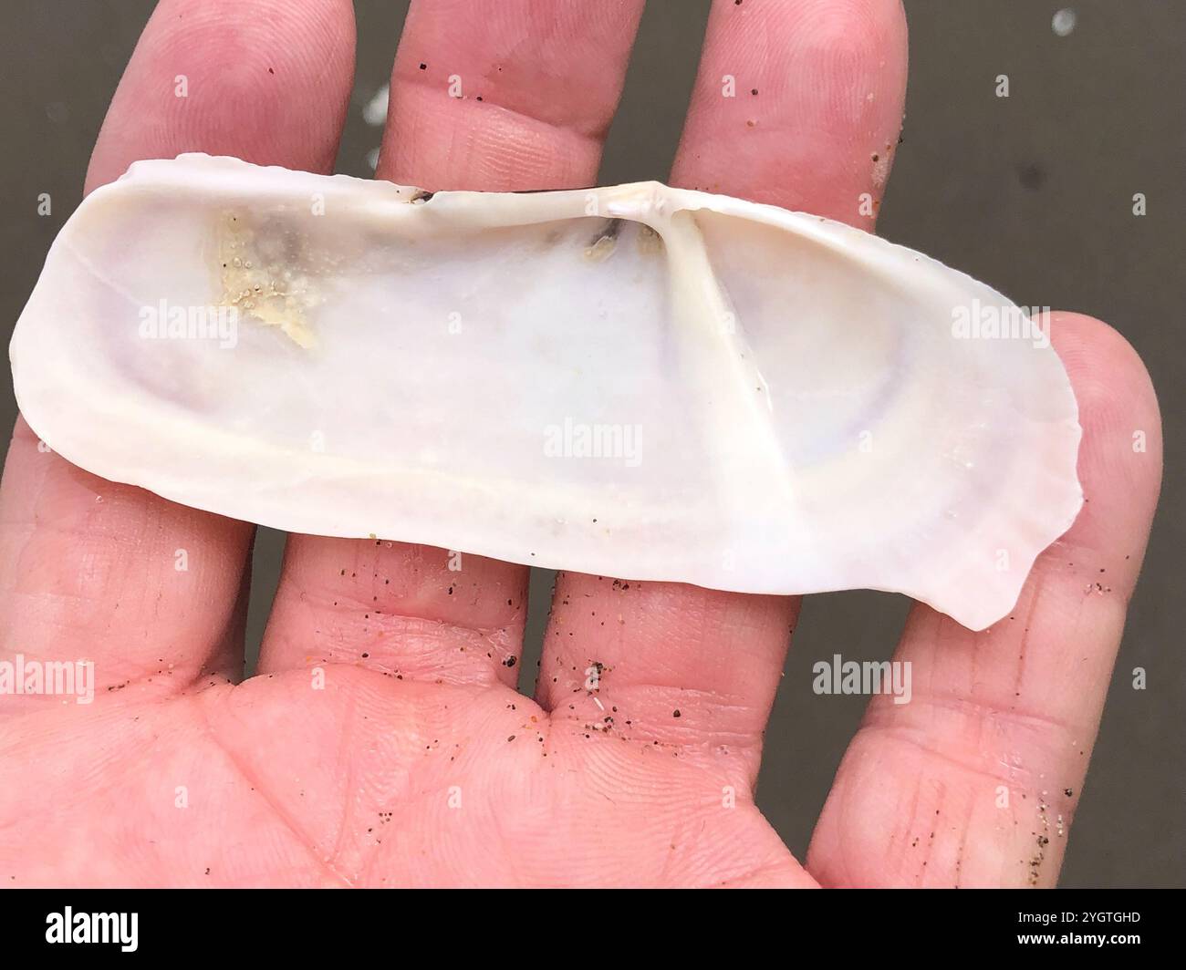 Pacific Razor Clam (Siliqua patula Stock Photo - Alamy
