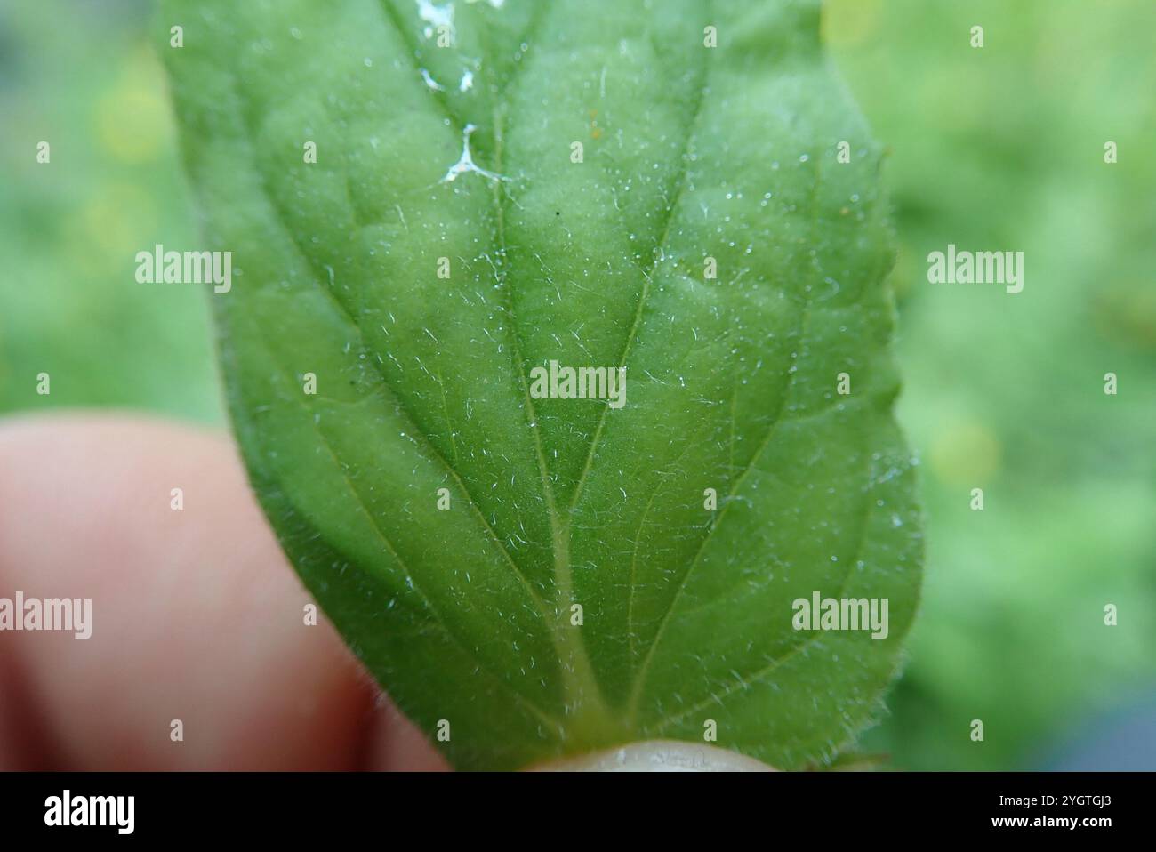 wing-leaf monkeyflower (Erythranthe ptilota Stock Photo - Alamy
