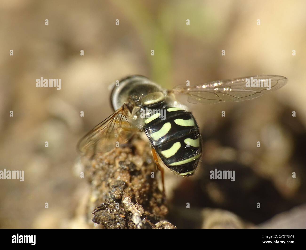Large-tailed Aphideater (Eupeodes volucris Stock Photo - Alamy
