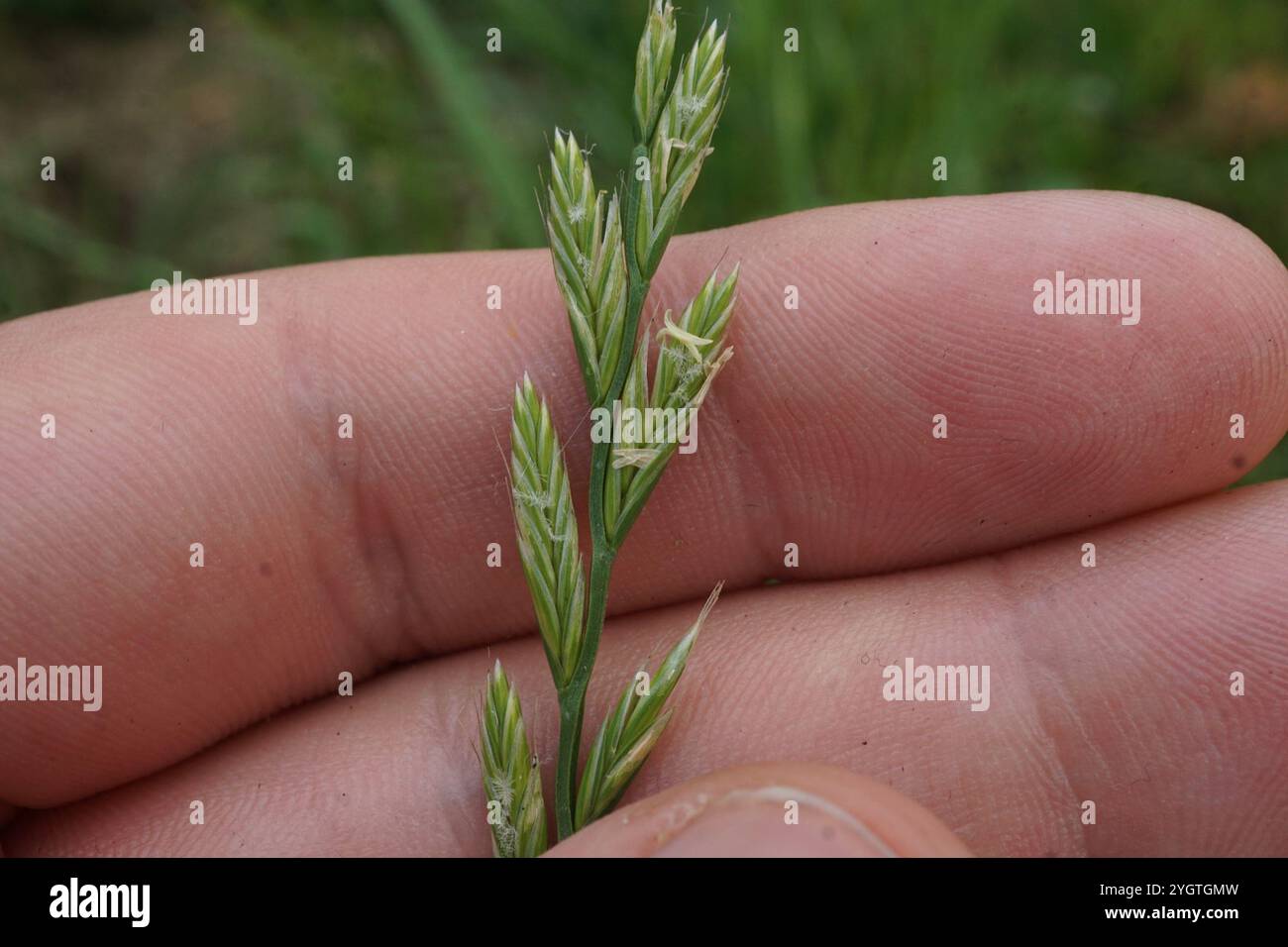 Italian Ryegrass (Lolium multiflorum Stock Photo - Alamy